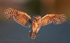 Ý nghĩa của con chim cú mèo trong phong thủy báo hiệu điềm gì?